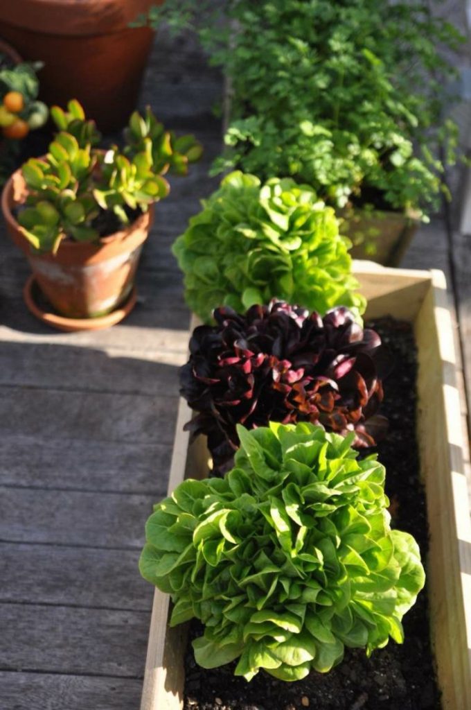 16 idées pour créer un petit potager sur son balcon - Page 2 sur 2