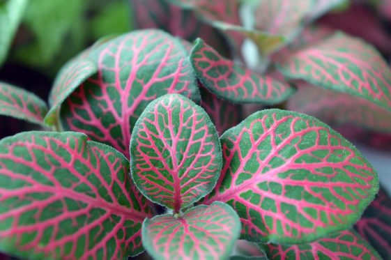 Plantes roses : 10 idées pour ajouter de la couleur à son intérieur