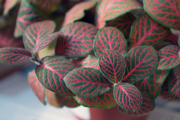 Plantes roses : 10 idées pour ajouter de la couleur à son intérieur ...