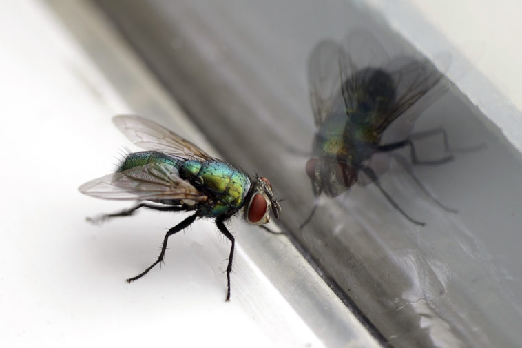 Quels sont les insectes les plus courants dans nos maisons et comment s ...